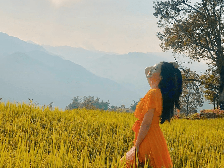 Mùa lúa chín vàng Sapa